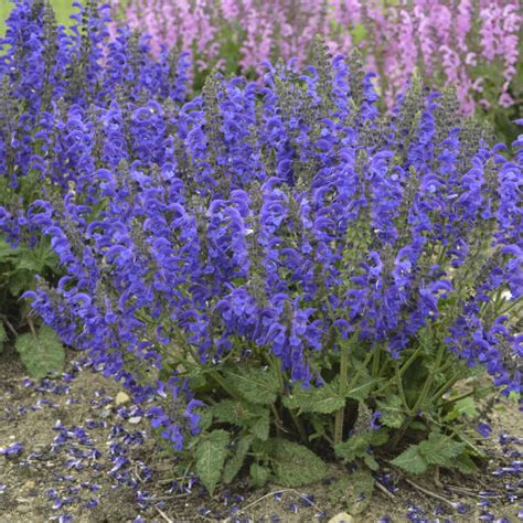 Red Salvia Deer Resistant