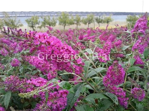 Buddleia Davidii Miss Ruby Production And Sale Greggio Vivai