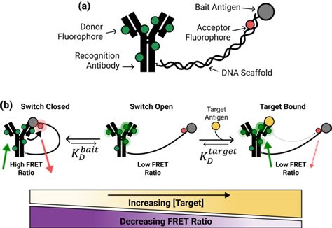 The Antibody Switch Construct A We Adapt An Antibody Into A