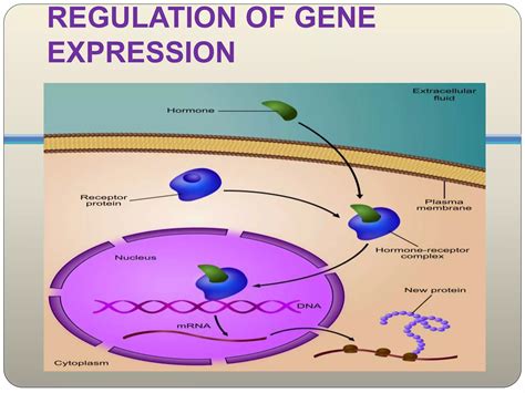 Regulation Of Prokaryotic Gene Expression Ppt