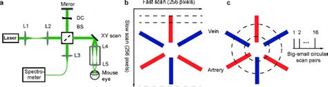 Experimental Setup And Scanning Protocols A The Implemented Vis Oct