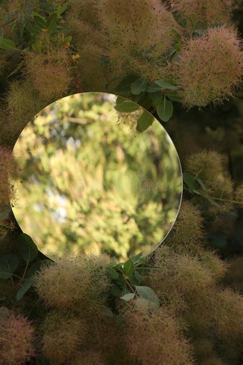 Round Mirror Among Branches Of Smoke Bush Reflecting Tree Stock Photo