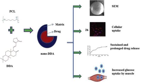 Fabrication Characterization In Vitro Drug Release And Glucose Uptake