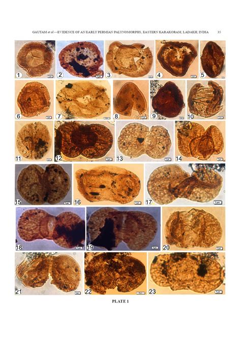 Permian Palynomorphs Ophiolitic Jps Bsip Palaeosciences Research Journal Of Palaeosciences