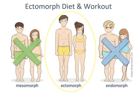 Ectomorph Diet And Workout Ectomorph Workout Ectomorph Diet