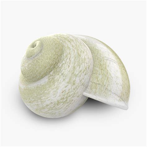 Snail Shell 3d Model 39 Max 3dm 3ds C4d Dae Lwo Skp Free3d
