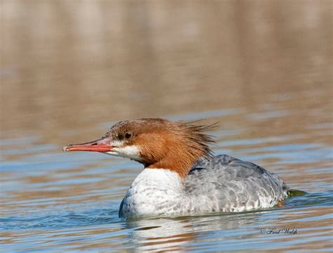 Merganser Commons At Nicole Humphreys Blog