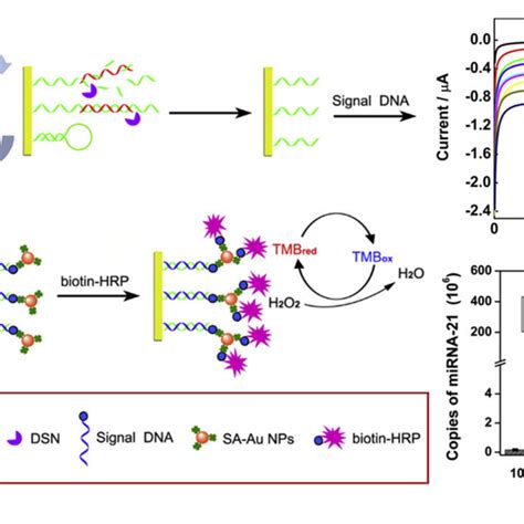 Sensing Performances Of Nanomaterial Modified Electrochemical Biosensor Download Scientific