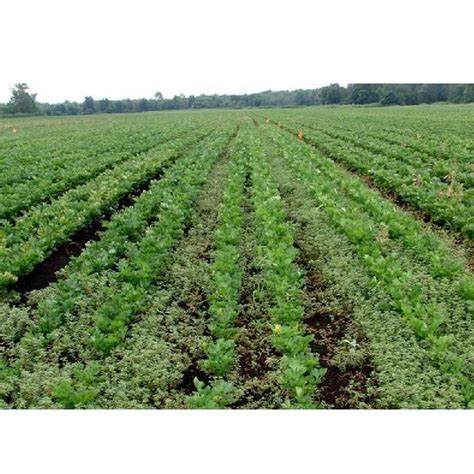 Bayer Bayers Sunrice Herbicide Ethoxysulfuron 15 Wdg 50 Gm At ₹ 388 Litre In Bengaluru