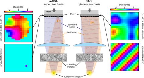 Figure 1 From Sensorless Wavefront Correction In Two Photon Microscopy