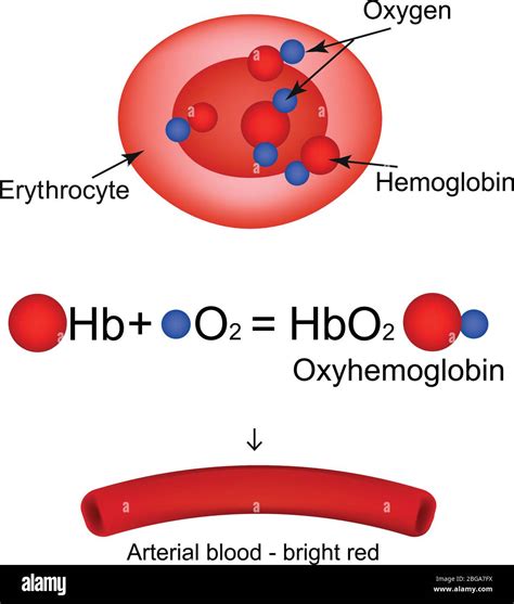 Oxyhemoglobin Hemoglobin Carries Oxygen Infographics Vector