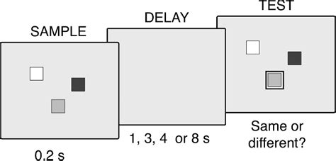 Table 1 From Visual Working Memory Capacity And The Medial Temporal