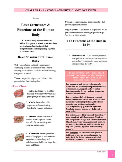 Chapter 1 Anatomy And Physiology Overview Pdf Anatomical Terms Of