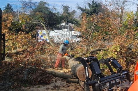 Tree Cutting Trimming And Pruning Know The Difference