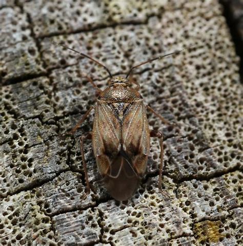 Bug Lygus Bugguide Net