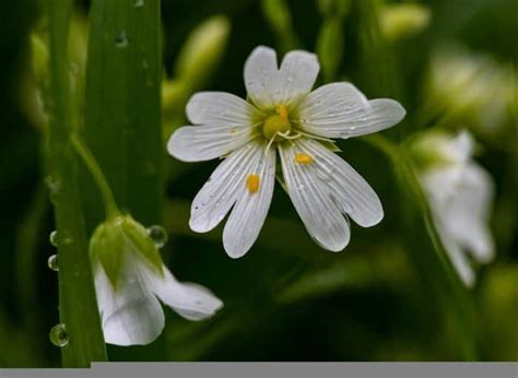 Starwort Flowers Stellaria Longipes