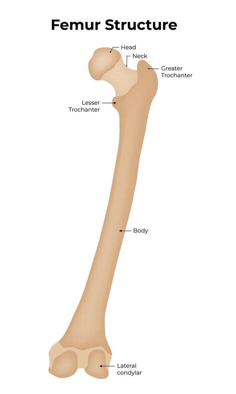 Femur Structure Science Design Vector Illustration 38333587 Vector Art