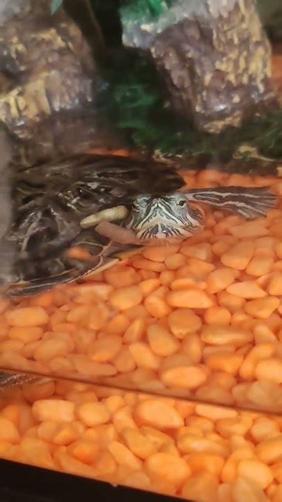 ეს უნდა ნახო წყლის კუ სადილობს Youtube