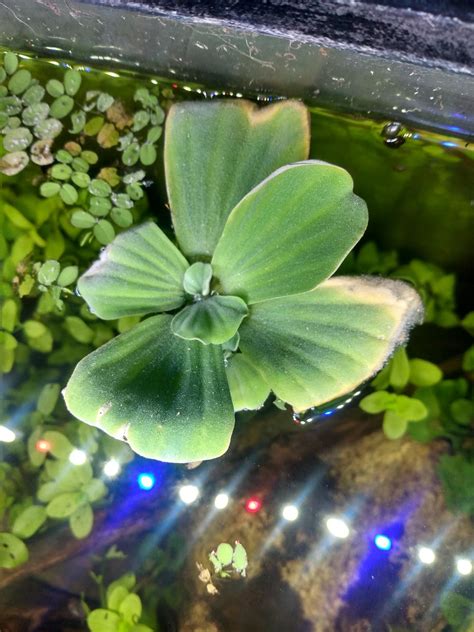 Is This Normal For Transitioning Plants More Info In The Comments Raquariums