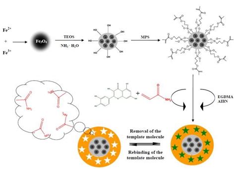General Steps For The Preparation Of Magnetic Molecularly Imprinted Download Scientific Diagram