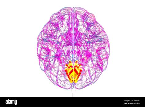 Human Brain With Highlighted Cuneus Gyrus Illustration This Is A