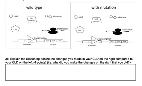 C Impact Of Protein Mutation Within The Lac Operon