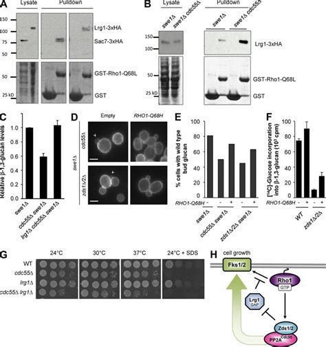Mutual Antagonism Between Zds1zds2 Pp2a Cdc55 And Pkc1 Controls Rho1