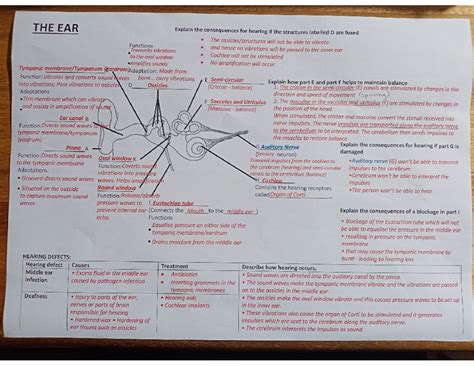 Life Science Notes Studocu