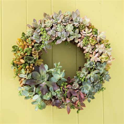 How To Make A Living Succulent Wreath Succulents And Sunshine