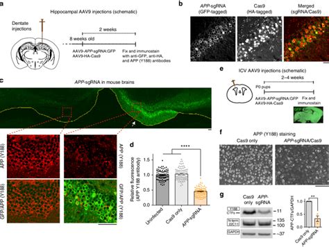 Gene Editing Of App C Terminus In Vivo A Aav9 Sgrna And Aav9 Cas9 Were