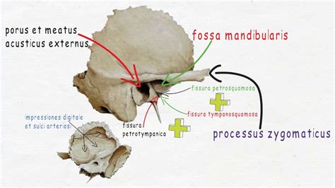 Скронева кістка та її канали Youtube