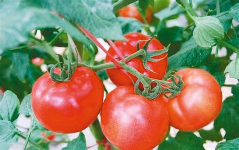 秋季西红柿这样管 中国农科新闻网