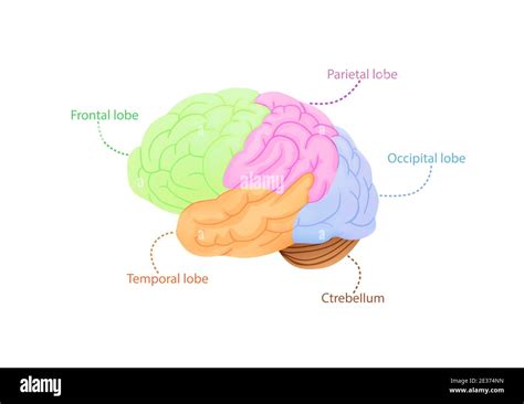 Structure Of Cerebral Cortex Illustration Colored Anatomical Regions Responsible For