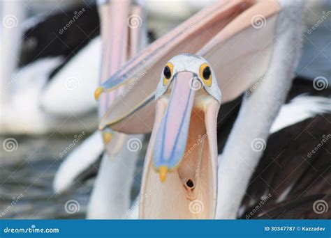 Pelican Gullet Stock Image Image Of Hungry Open Bird 30347787