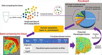 SpSeudoMap Cell Type Mapping Of Spatial Transcriptomics Using Unmatched Single Cell RNA Seq