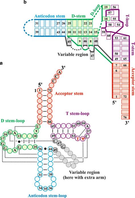 1 Standard Trna Secondary Structure A Cloverleaf Each Stem Loop Is Download Scientific