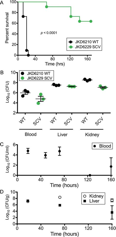 The Clinical Staphylococcus Aureus Small Colony Variant Scv Strain Download Scientific