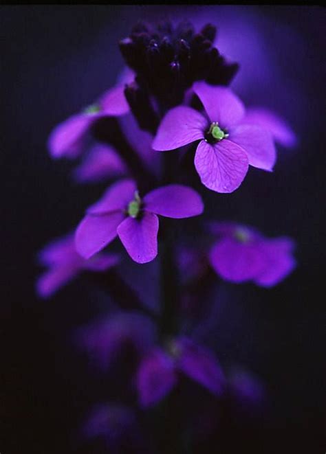 Pin By Kamilla Violette On I Colori Della Natura Purple Flowers