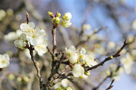 Easy Steps To Grow Damsons With Allotment Online