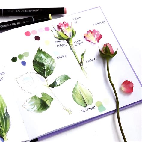 Онлайн курс «Ботаническая иллюстрация маркерами Школа скетчинга и рисования Sketch And Draw