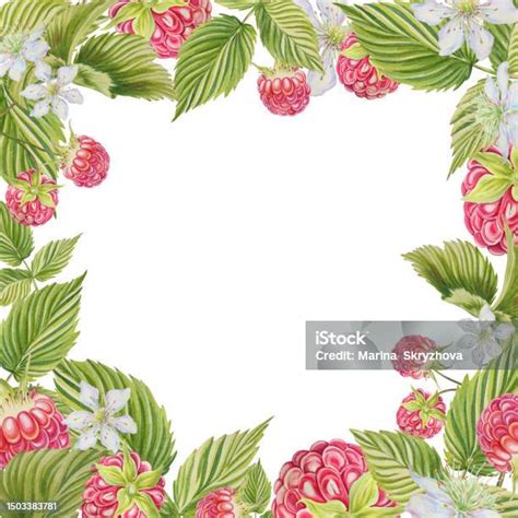 진홍색 프레임입니다 고립된 배경에 수채화 그림 배너 엽서 아름 다운 비즈니스 디자인입니다 0명에 대한 스톡 벡터 아트 및 기타 이미지 Istock