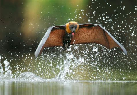 Links Naked Capitalism