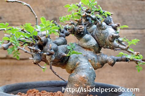 Isla Del Pescado Commiphora Sp Eyl コンミフォラ Sp Eyl