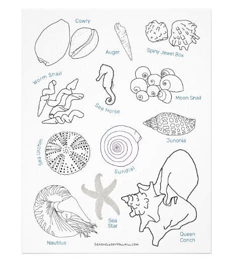 Seashell Id Sea Life Names Worksheet For Homeschooling