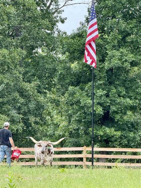 Ima Survivor Sanctuary And Longhorn Lesters We Post On Daily On Youtube Longhorn Lesters