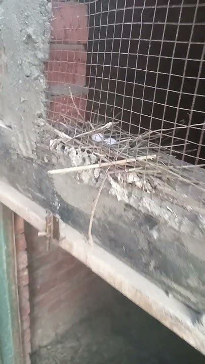 لقيت حاجه جديده في بيت الارنب والطيور ارنب اكتشاف حيوانات Rabbit