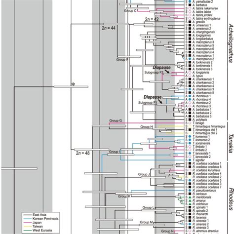 Bayesian Inference Phylogeny With Estimated Divergence Times The Node Download Scientific