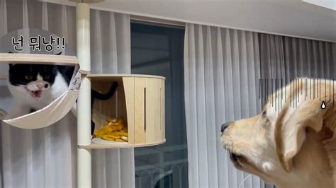 생애 첫 자기보다 짱쎈 고양이를 만난 쫄보 리트리버 Youtube