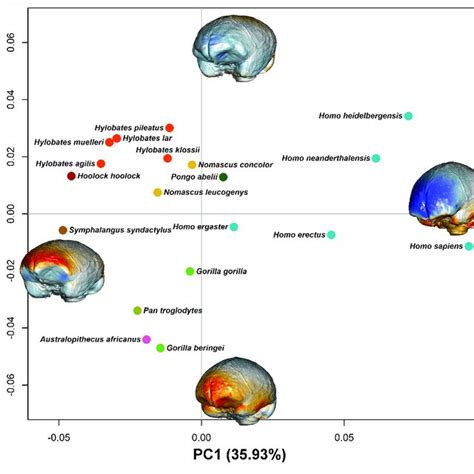 Expensive Tissue Hypothesis Our Large Brains Came At The Metabolic