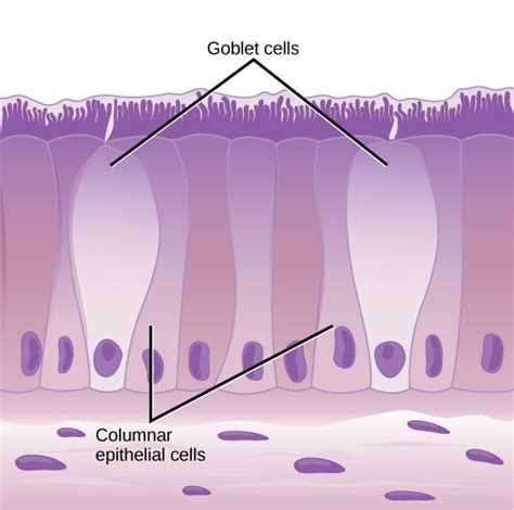 What Is The Difference Between Cuboidal And Columnar Cells Pediaa Com